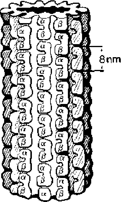 Figure 4 from Orchestrated Objective Reduction of Quantum Coherence in ...