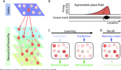 Figure 1 from Prediction and memory: A predictive coding account ...