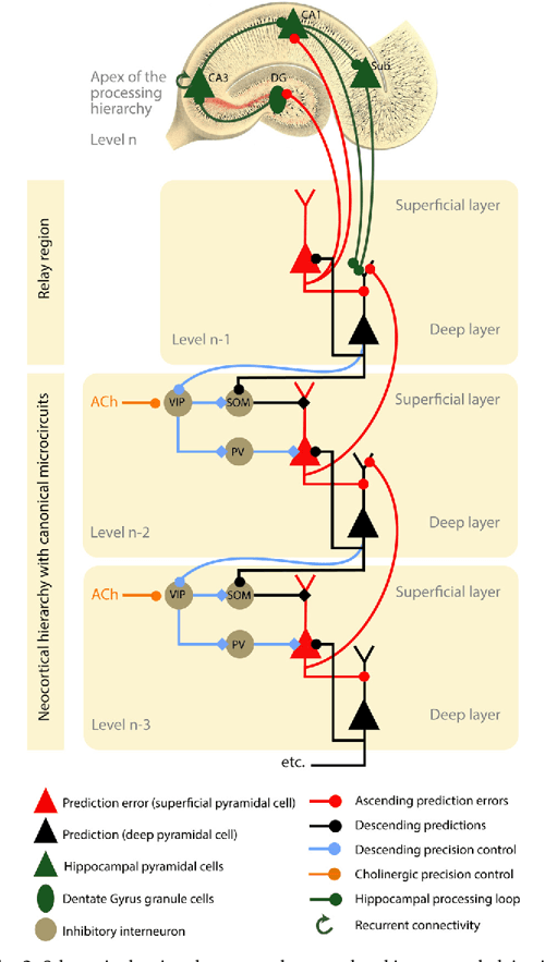 Figure 1 From Prediction And Memory A Predictive Coding Account Semantic Scholar