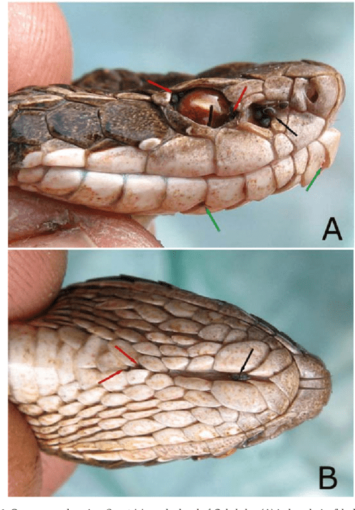 Figure 1 from Intensive infestation of Siberian pit-viper, Gloydius ...