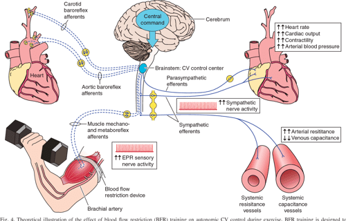 [PDF] Exercise Training in Cardiovascular Disease : Mechanisms and ...