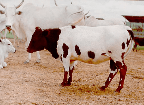 Table 1 from The Muturu: A rare sacred breed of cattle in Nigeria ...