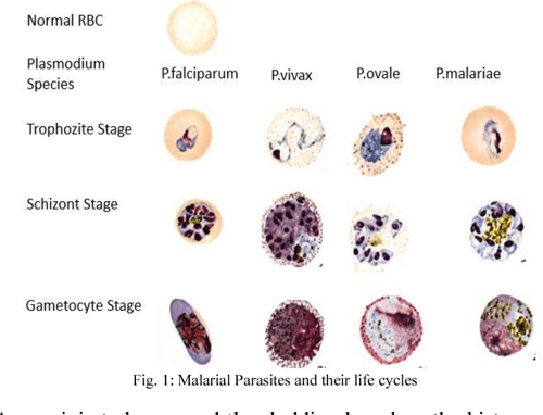 Detection of malaria parasite species and life cycle stages using ...