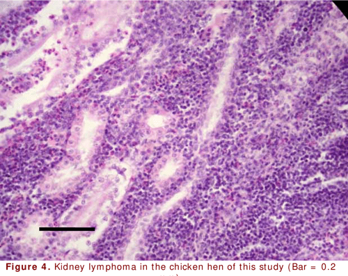Figure 1 from Laminosioptes cysticola and Gallibacterium anatis ...