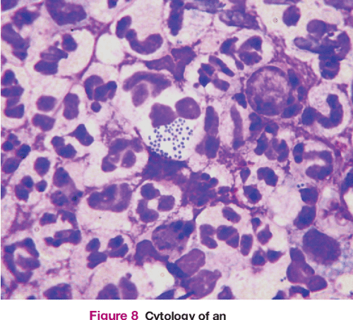 Feline Eosinophilic Granuloma Complex(ITIES) | Semantic Scholar