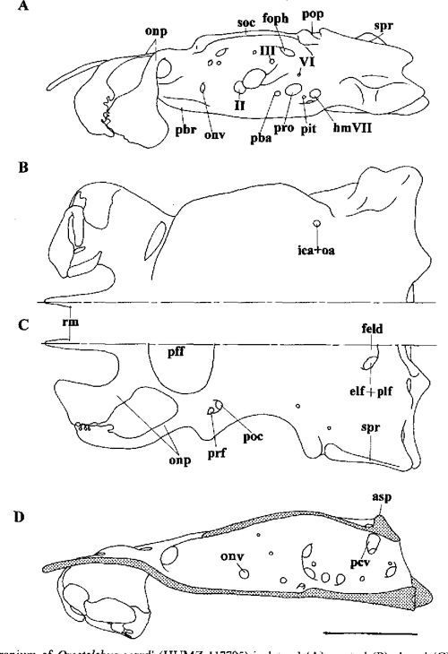 Table 2 from Comparative anatomy, phylogeny and cladistic ...