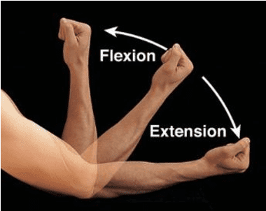 [PDF] Elbow Flexion and Extension Rehabilitation Exercise System Using ...