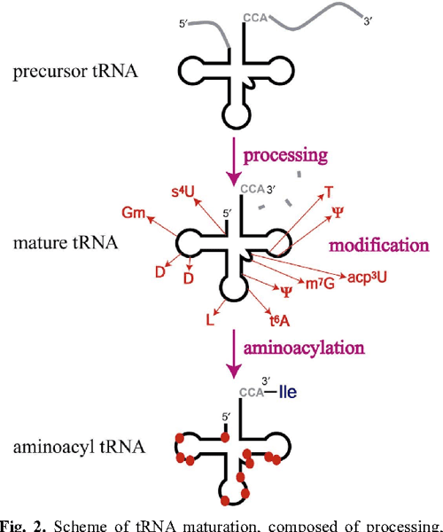 Figure 2 from Recent progress of structural biology of tRNA processing ...