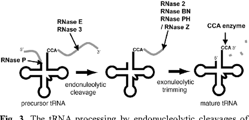 Figure 2 from Recent progress of structural biology of tRNA processing ...