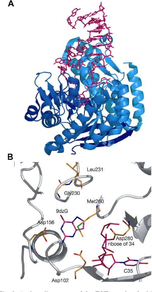 Figure 2 from Recent progress of structural biology of tRNA processing ...