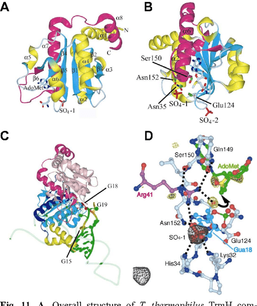 Figure 2 from Recent progress of structural biology of tRNA processing ...