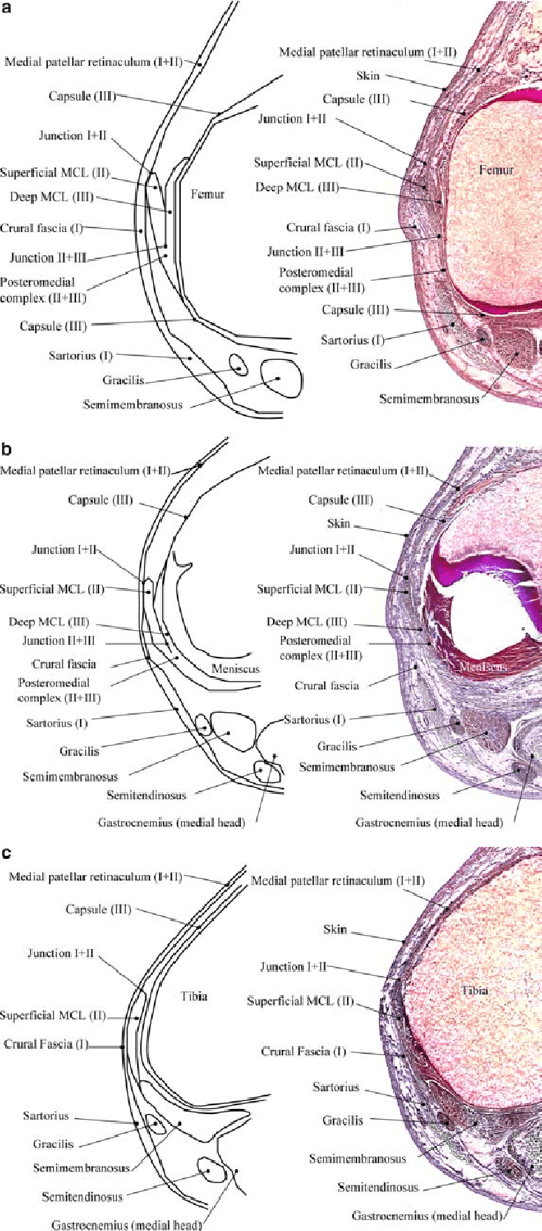 Surgical anatomy of the medial collateral ligament and the ...