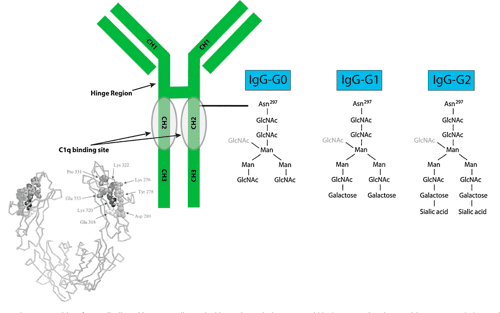 Figure 2 from The immunoglobulin, IgG Fc receptor and complement ...