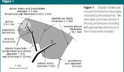 Thin-section CT of the secondary pulmonary lobule: anatomy and the ...