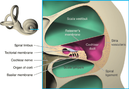 Anatomy and physiology of the canine ear. | Semantic Scholar