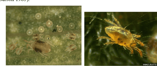 Figure 4 from Lutte biologique contre le tétranyque à deux points ...