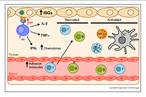 Figure 1 from Tissue resident memory T cells and viral immunity ...