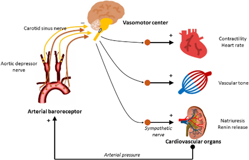 Figure 1 from Closed-Loop Neuromodulation Technology for Baroreflex ...