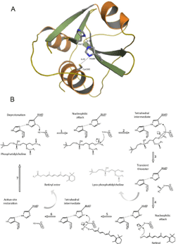 Figure 1 from Key enzymes of the retinoid (visual) cycle in vertebrate ...