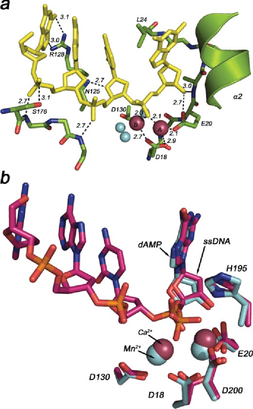 Figure 1 from The Crystal Structure of TREX1 Explains the 3′ Nucleotide ...