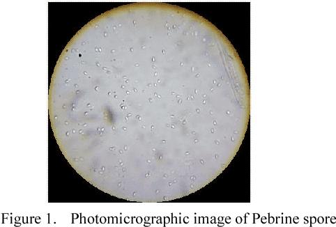 Figure 1 from Vision sensing system for early detection of Pebrine ...