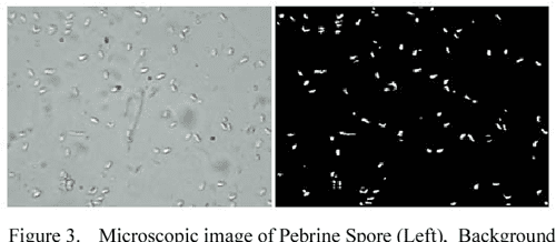 Figure 1 from Vision sensing system for early detection of Pebrine ...