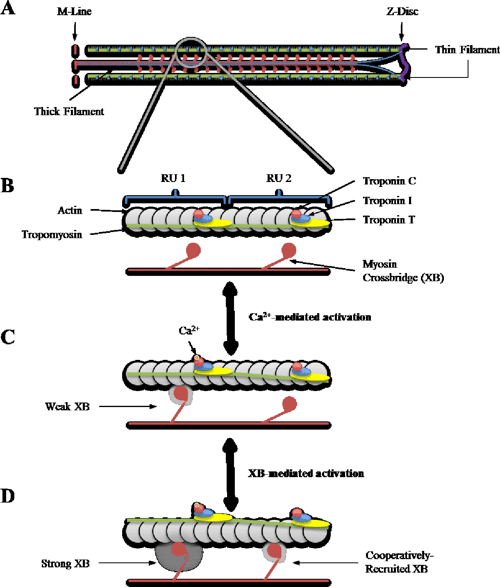 Figure 1.1 from The role of cardiac troponin T-troponin I interactions ...