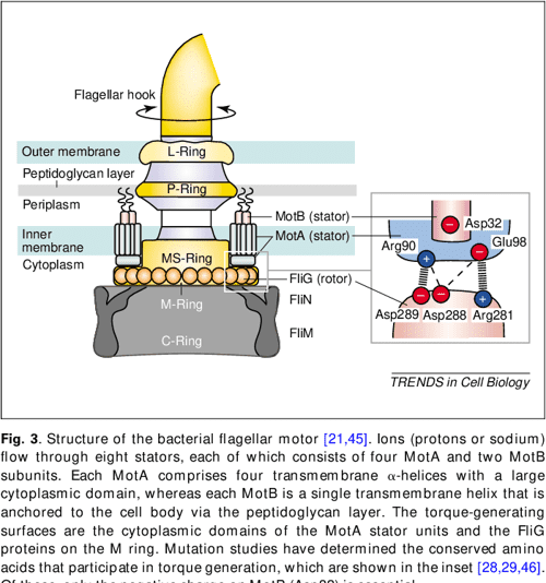 Figure I from Rotary protein motors. | Semantic Scholar