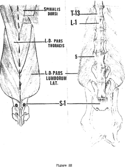 The Vertebral Column and Epaxial Muscles of the Golden Hamster ...