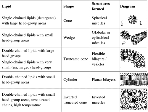 Figure 1.1 from NMR Studies of Lateral Diffusion of a Transmembrane Peptide in DMPC/DHPC ...