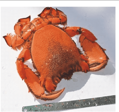 Table 1 from First Record of Red Frog Crab Ranina ranina (Linnaeus ...