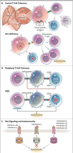 PDF Autoimmune Polyendocrine Syndromes Semantic Scholar pdf-autoimmune-polyendocrine-syndromes-semantic-scholar