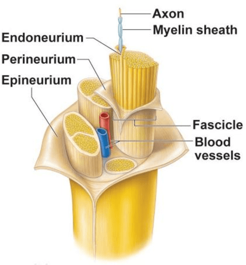 Table 7 from Commercialization of Epineural Conduits for Enhancement of ...