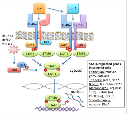 STAT6 and lung inflammation | Semantic Scholar