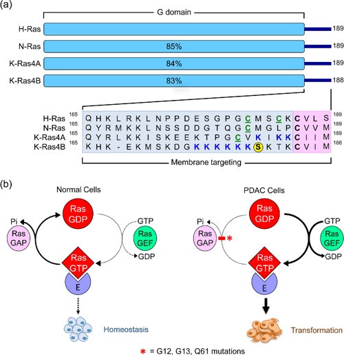 KRAS: feeding pancreatic cancer proliferation. | Semantic Scholar
