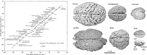 [PDF] Rhythms of the brain | Semantic Scholar