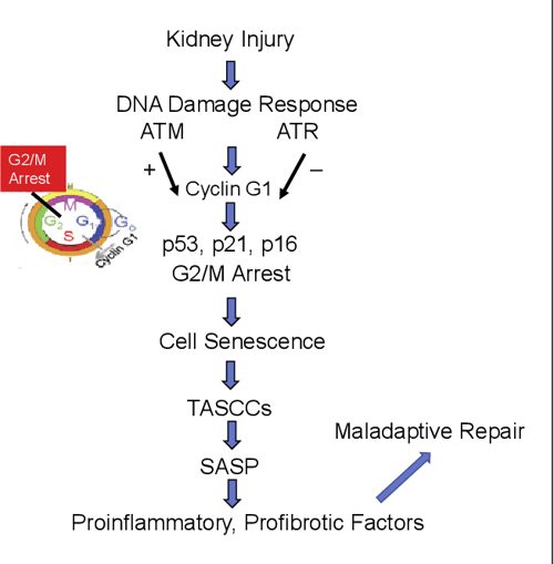 Ataxia Telangiectasia and Rad3-Related Activation by DNA Damage ...