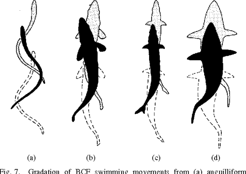 [PDF] Review of fish swimming modes for aquatic locomotion | Semantic ...