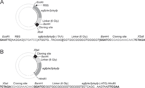 [PDF] Subcellular localization of bacteriophage PRD1 proteins in ...