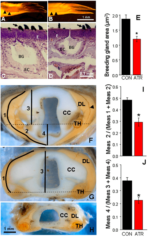 Figure 2 from Atrazine induces complete feminization and chemical ...