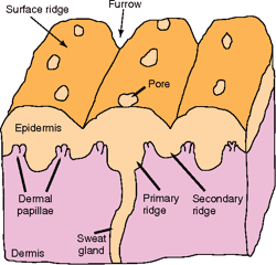 Figure 4 from Friction Ridge Skin : Morphogenesis and Overview Anatomy ...