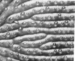 Figure 4 from Friction Ridge Skin : Morphogenesis and Overview Anatomy ...