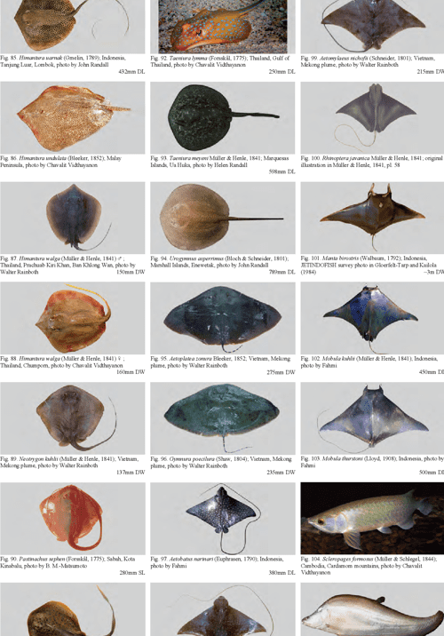 Fishes of the Greater Mekong Ecosystem with Species List and ...