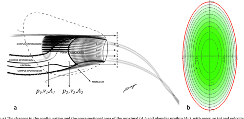 Figure 2 from "Fossa navicularis" and "septum glandis": A "flow-control ...