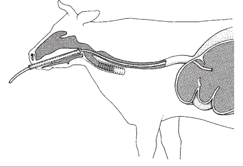 Figure 1 from Bloat in Cattle | Semantic Scholar