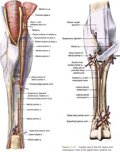 Figure 1.10 from Functional Anatomy of the Equine Musculoskeletal ...