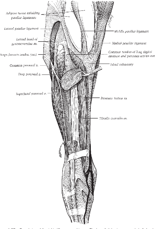Functional Anatomy of the Equine Musculoskeletal System | Semantic Scholar