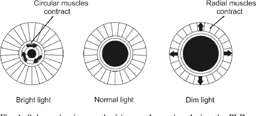 Figure 1 from System for measurement of the consensual pupil light ...