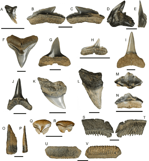 Figure 1 from THE FIRST DOCUMENTED FOSSIL RECORDS OF ISISTIUS AND ...