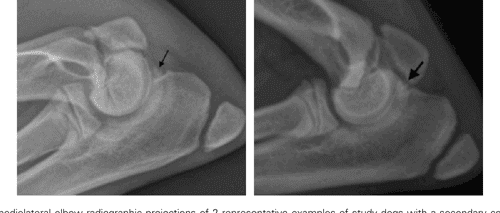 Radiographic evaluation of the anconeal process in skeletally immature ...